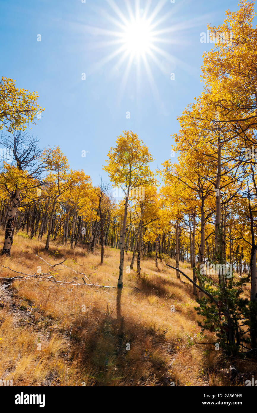 Aspen landscape hi-res stock photography and images - Alamy