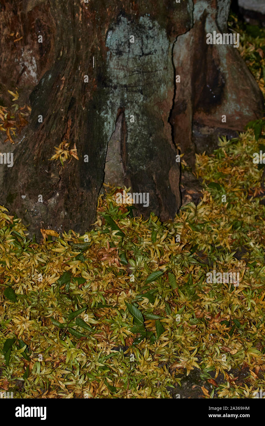 Skeleton seed pods hi-res stock photography and images - Alamy