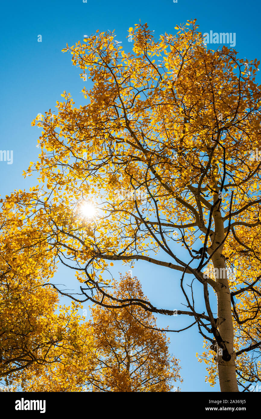 Aspen trees aspen hi-res stock photography and images - Alamy