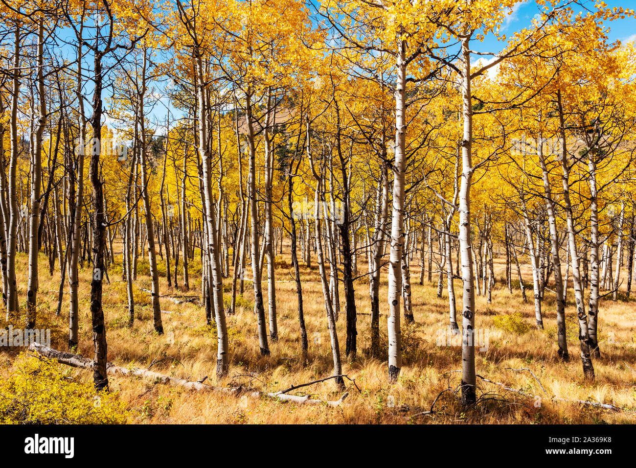 Fall foliage with autumn colors, Aspen trees, Aspen Ridge, Central ...