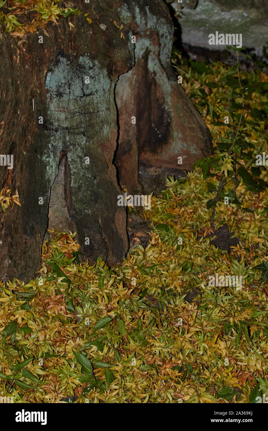 Skeleton seed pods hi-res stock photography and images - Alamy