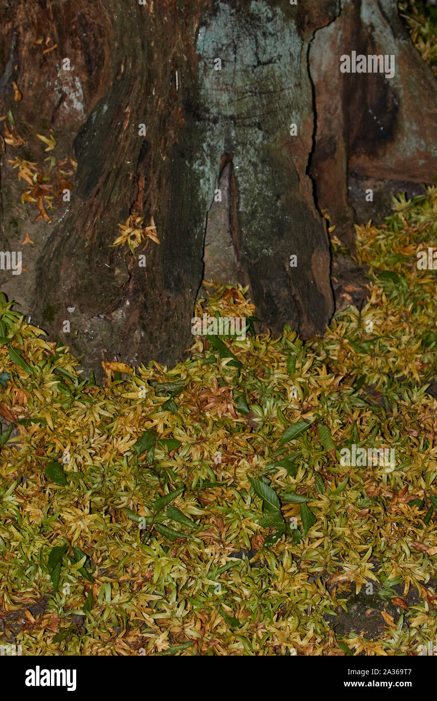 Skeleton seed pods hi-res stock photography and images - Alamy