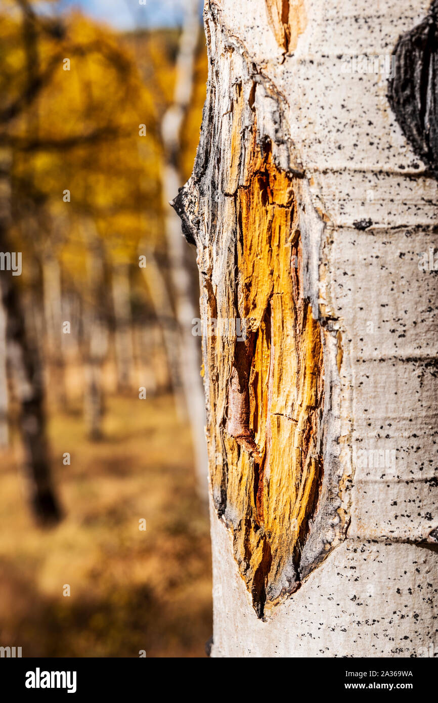 Close-up of textured white Aspen tree bark rubbed bare by elk antlers ...