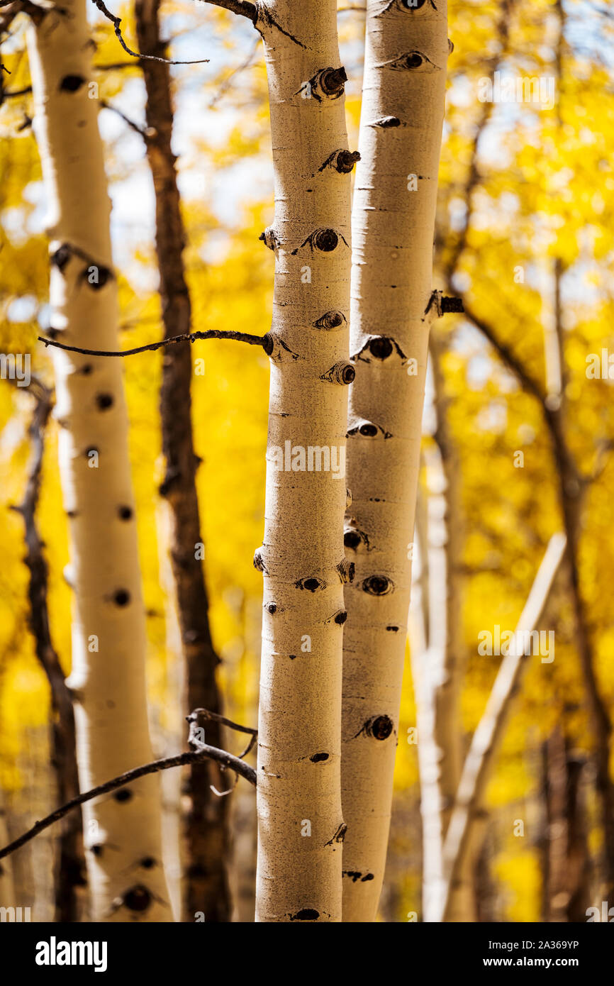 Skin ridge hi-res stock photography and images - Alamy