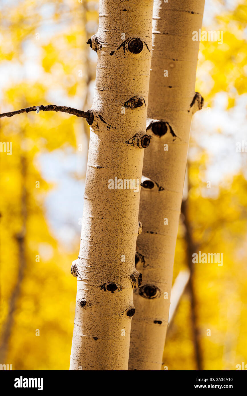 Aspen tree trunk hi-res stock photography and images - Alamy