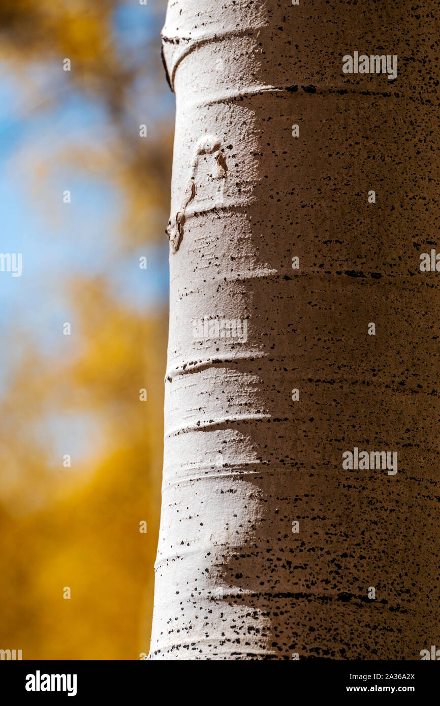 Trunk aspen hi-res stock photography and images - Alamy