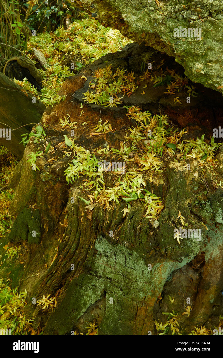 Skeleton seed pods hi-res stock photography and images - Alamy