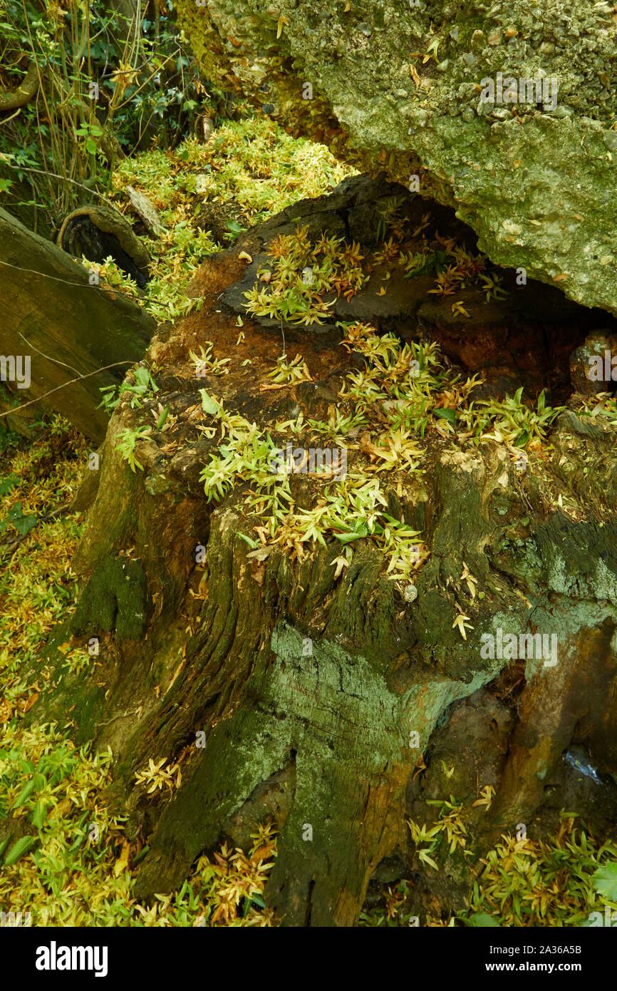 Skeleton seed pods hi-res stock photography and images - Alamy