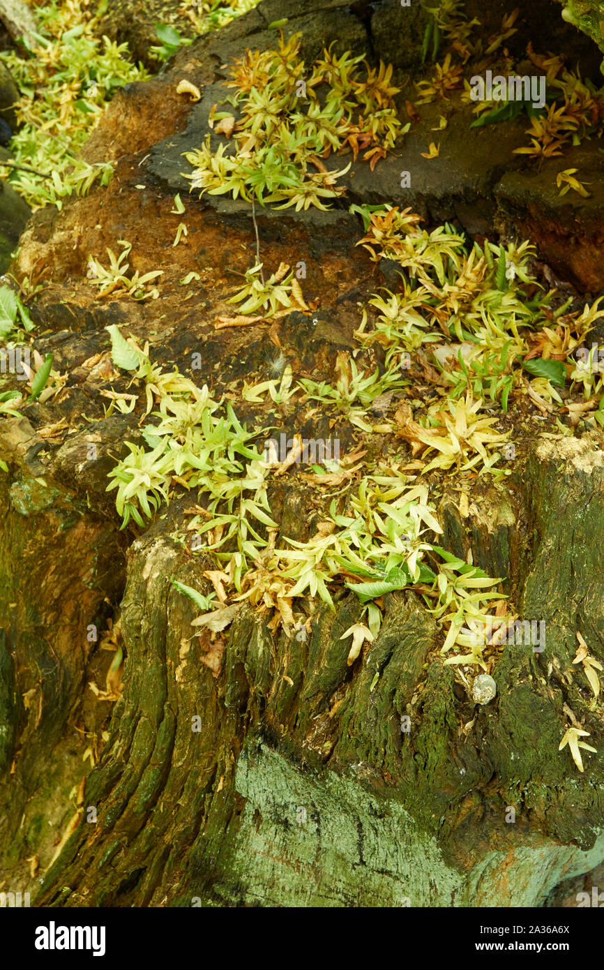 Skeleton seed pods hi-res stock photography and images - Alamy