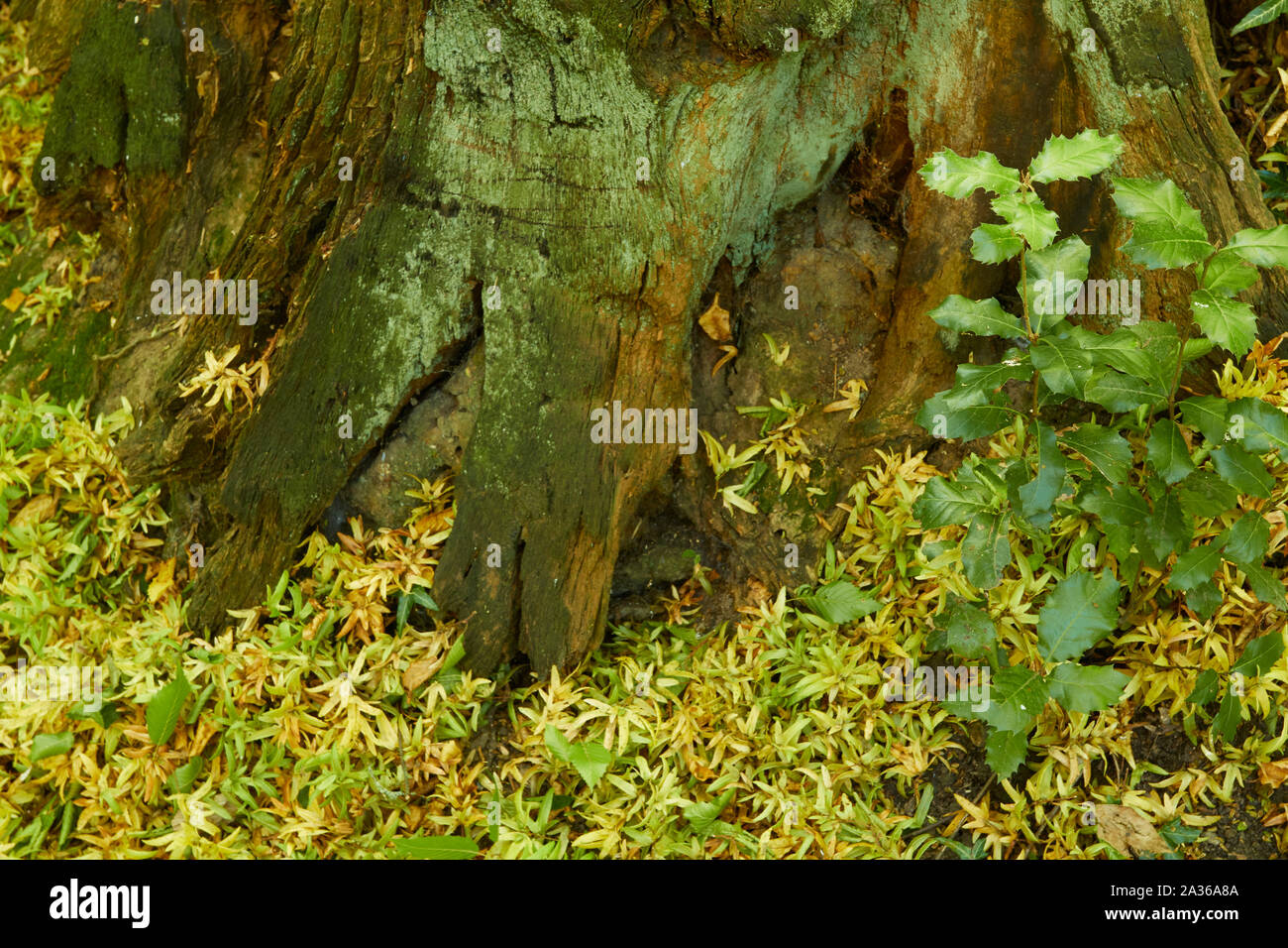 Natural landscape of fallen yellow seed pods amongst decaying tree ...