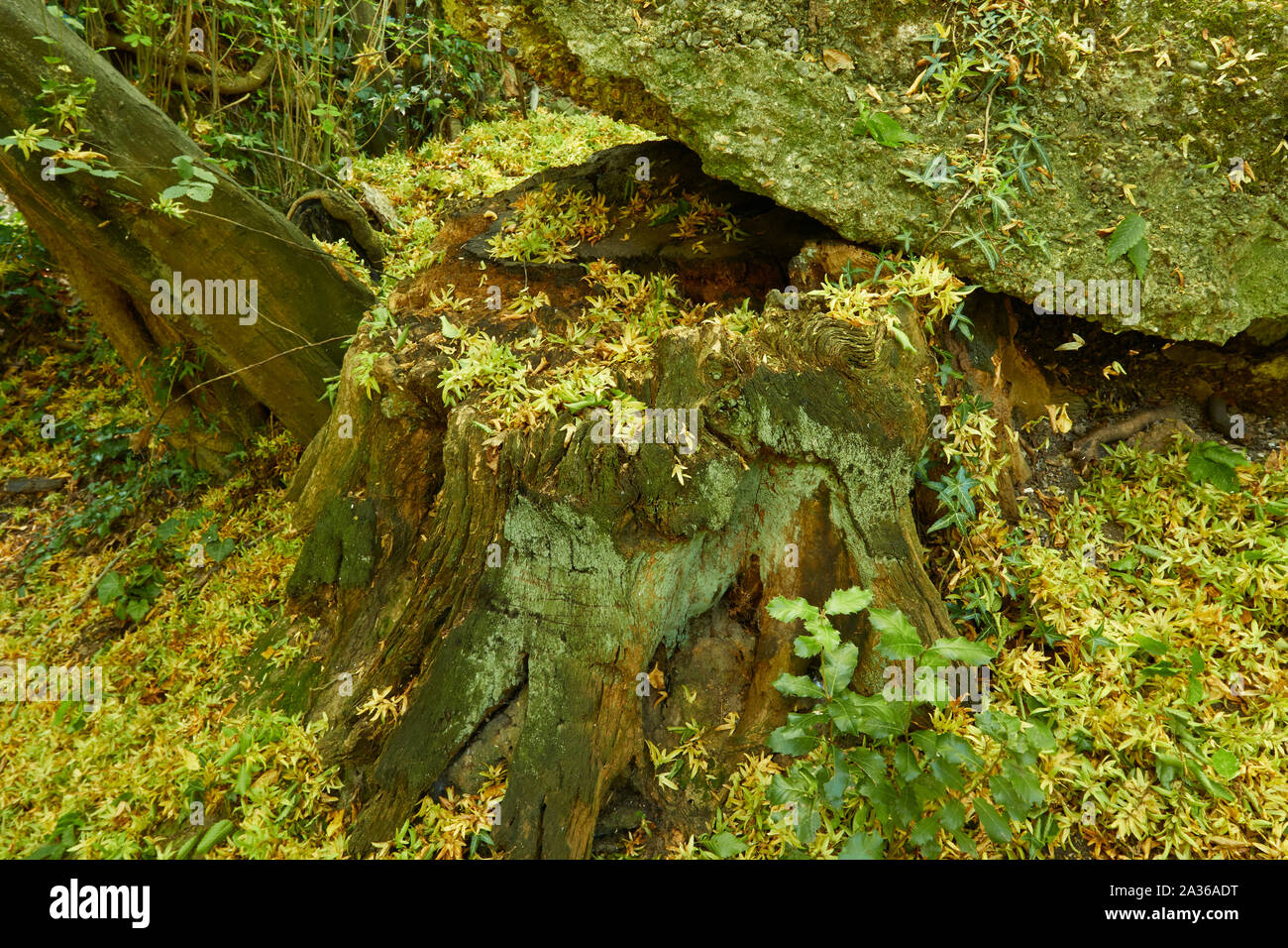 Skeleton seed pods hi-res stock photography and images - Alamy