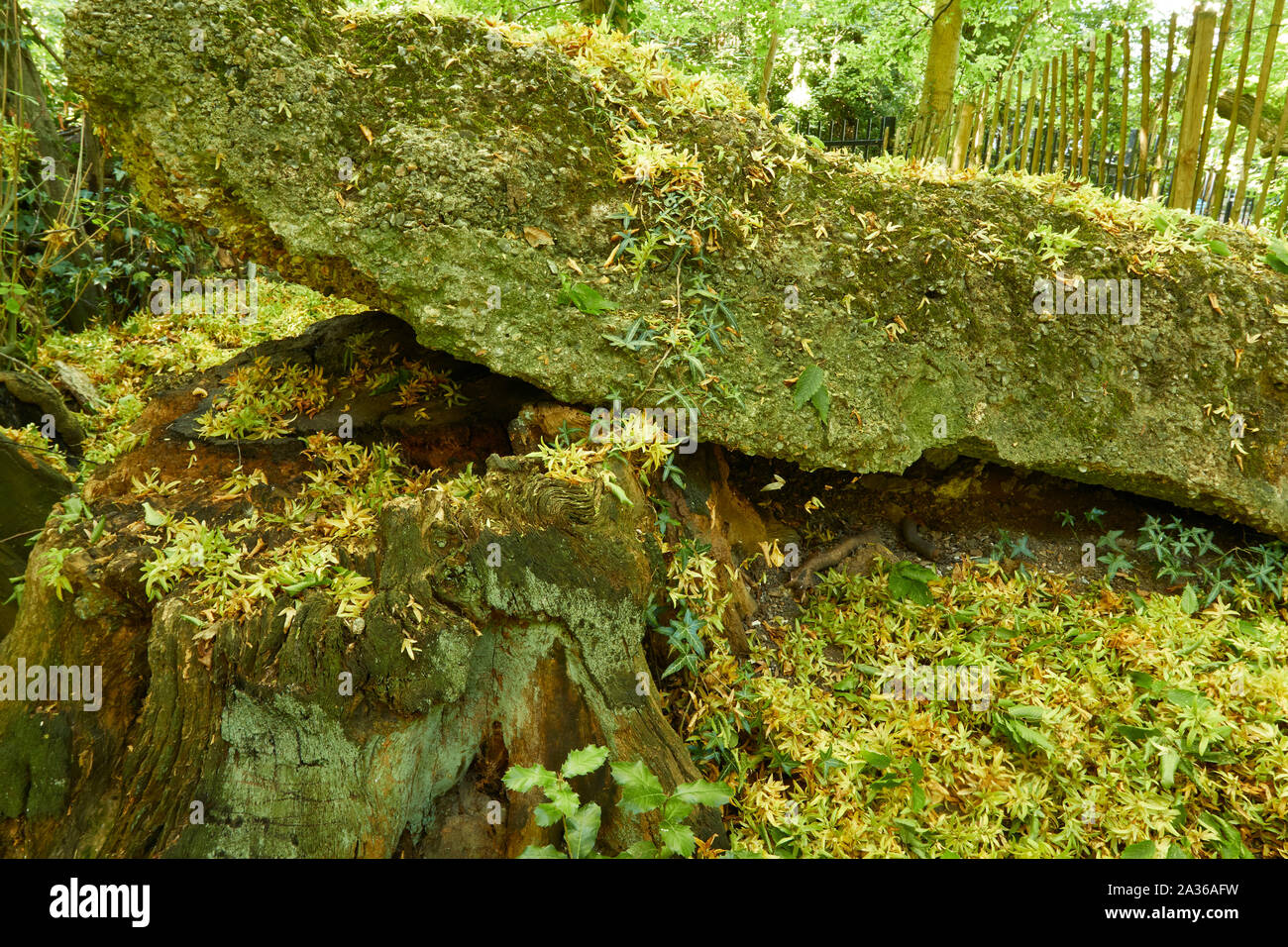 Natural landscape of fallen yellow seed pods amongst decaying tree ...