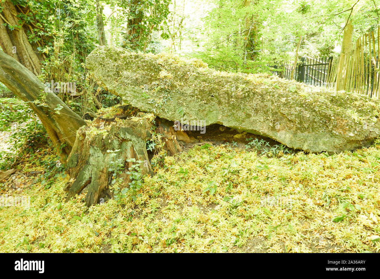 Skeleton seed pods hi-res stock photography and images - Alamy