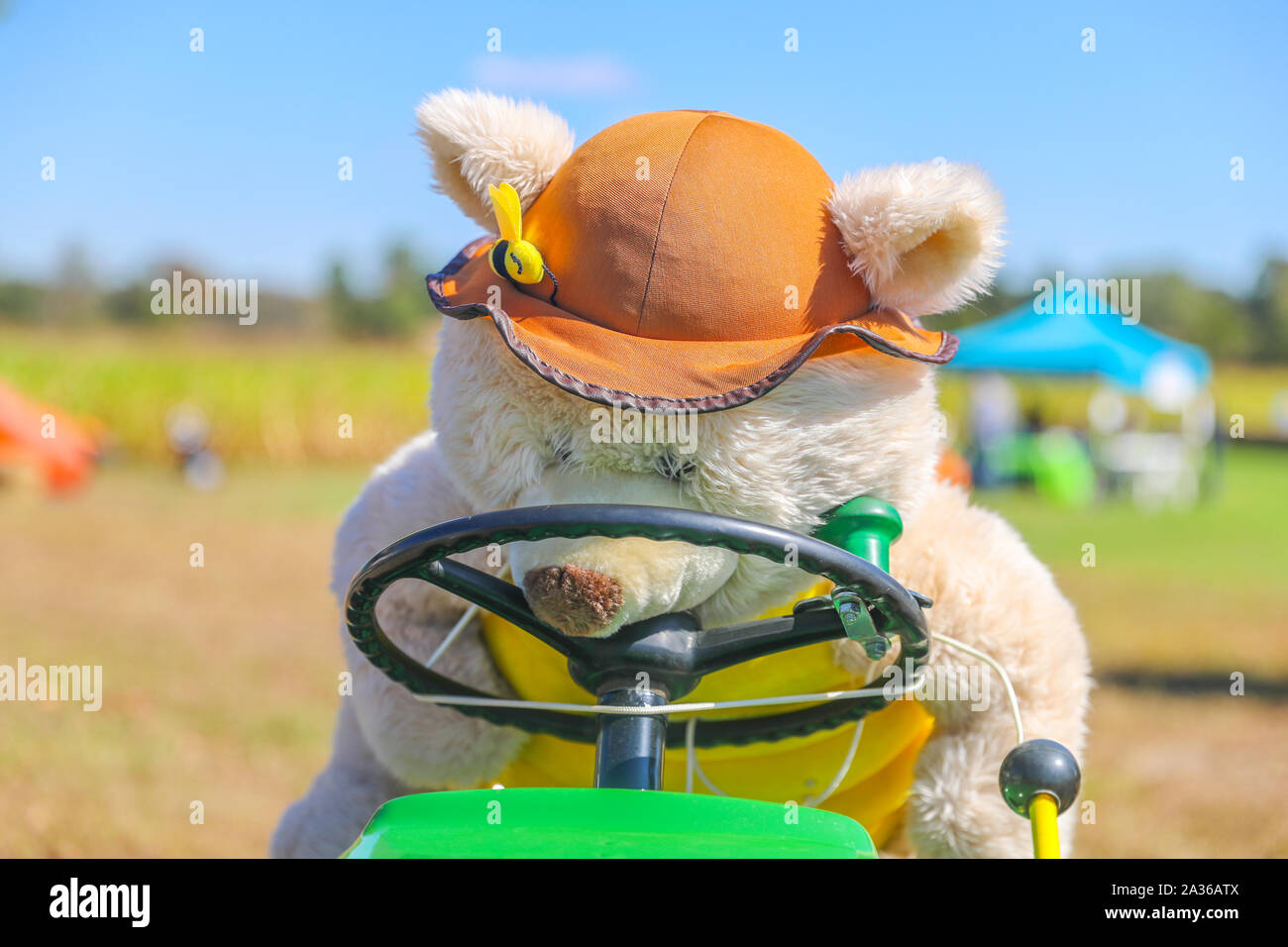 Cute bear driving the car - Image Stock Photo - Alamy