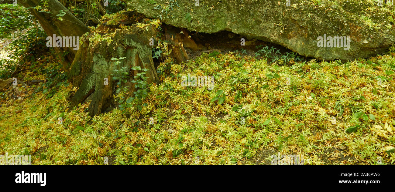 Natural landscape of fallen yellow seed pods amongst decaying tree ...