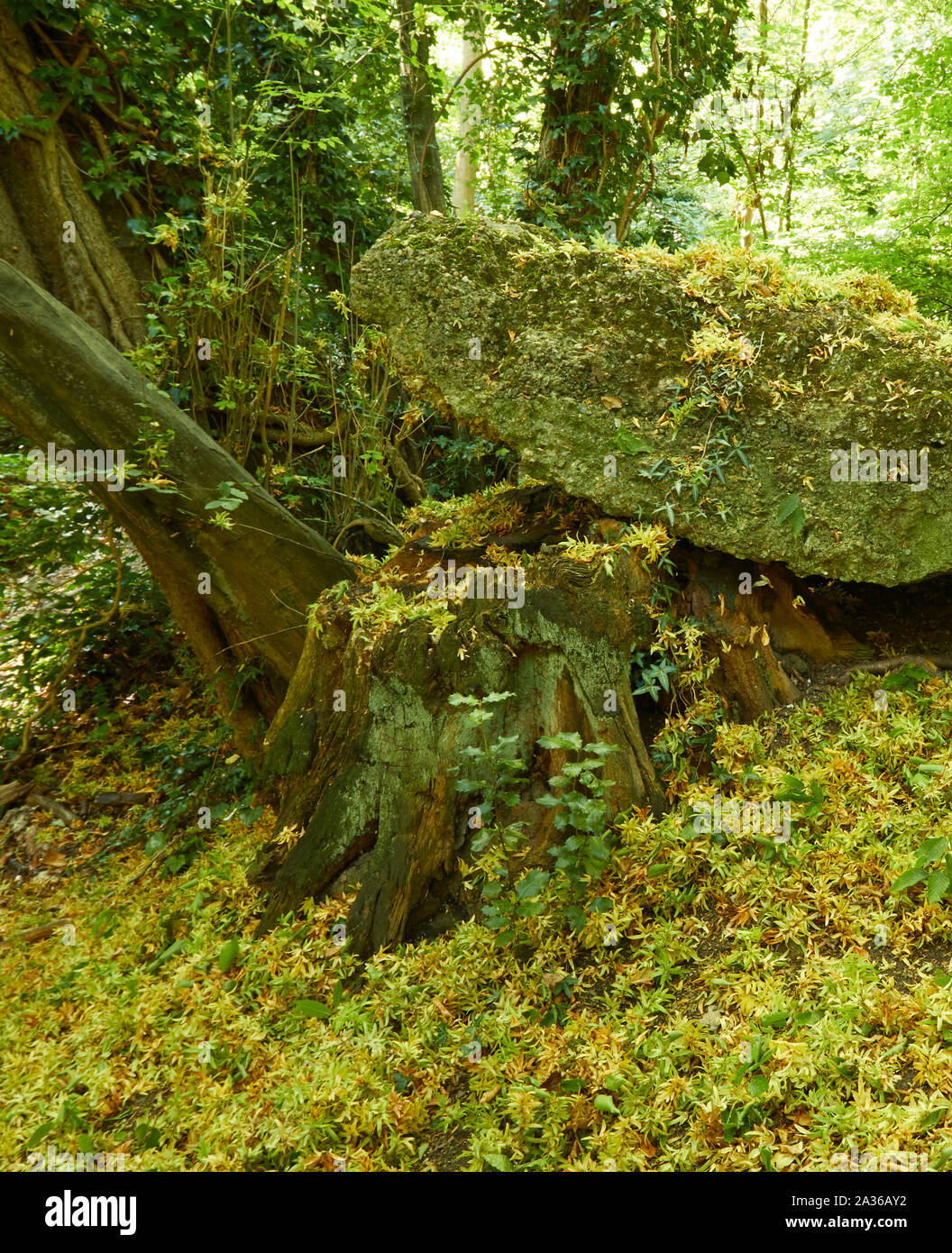 Skeleton seed pods hi-res stock photography and images - Alamy
