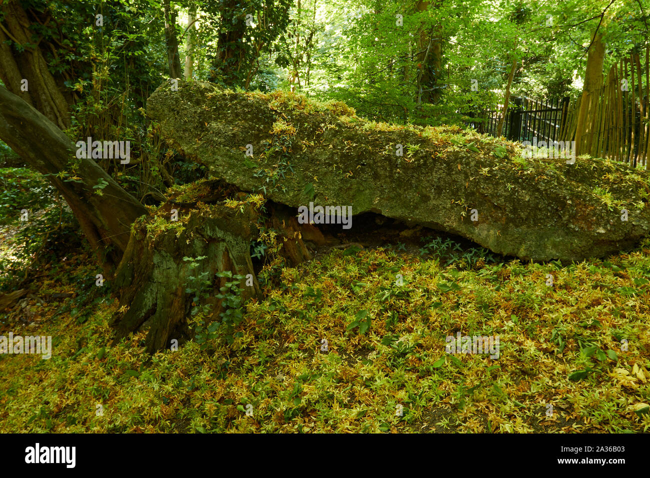 Natural landscape of fallen yellow seed pods amongst decaying tree ...