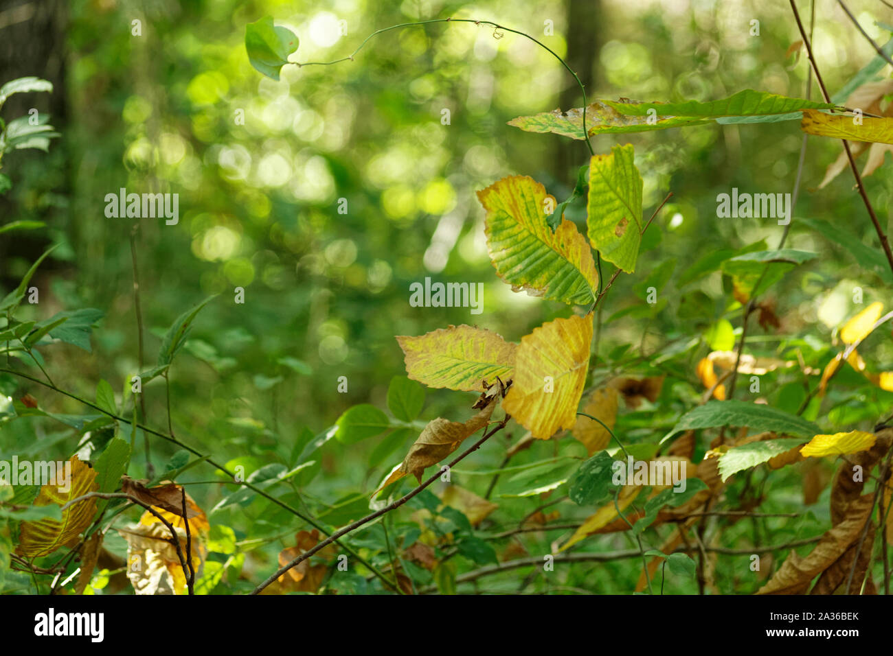 Native vine called Trumpet Creeper - Campsis Radicans leaves drying in ...