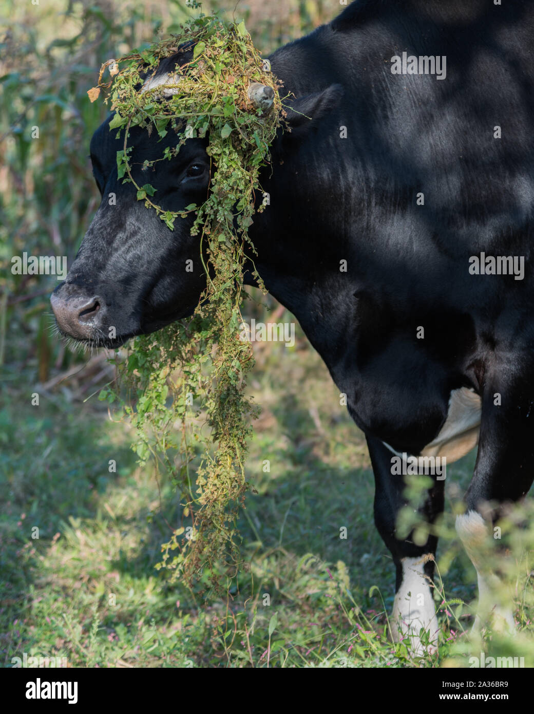 Angus cattle autumn hi-res stock photography and images - Alamy