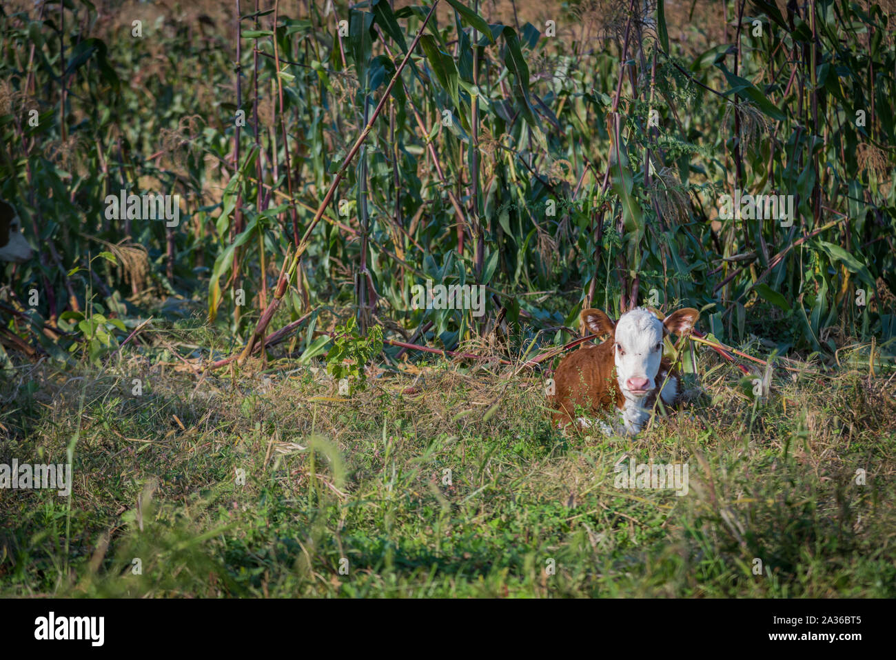 Wildlife in cornfields hi-res stock photography and images - Alamy