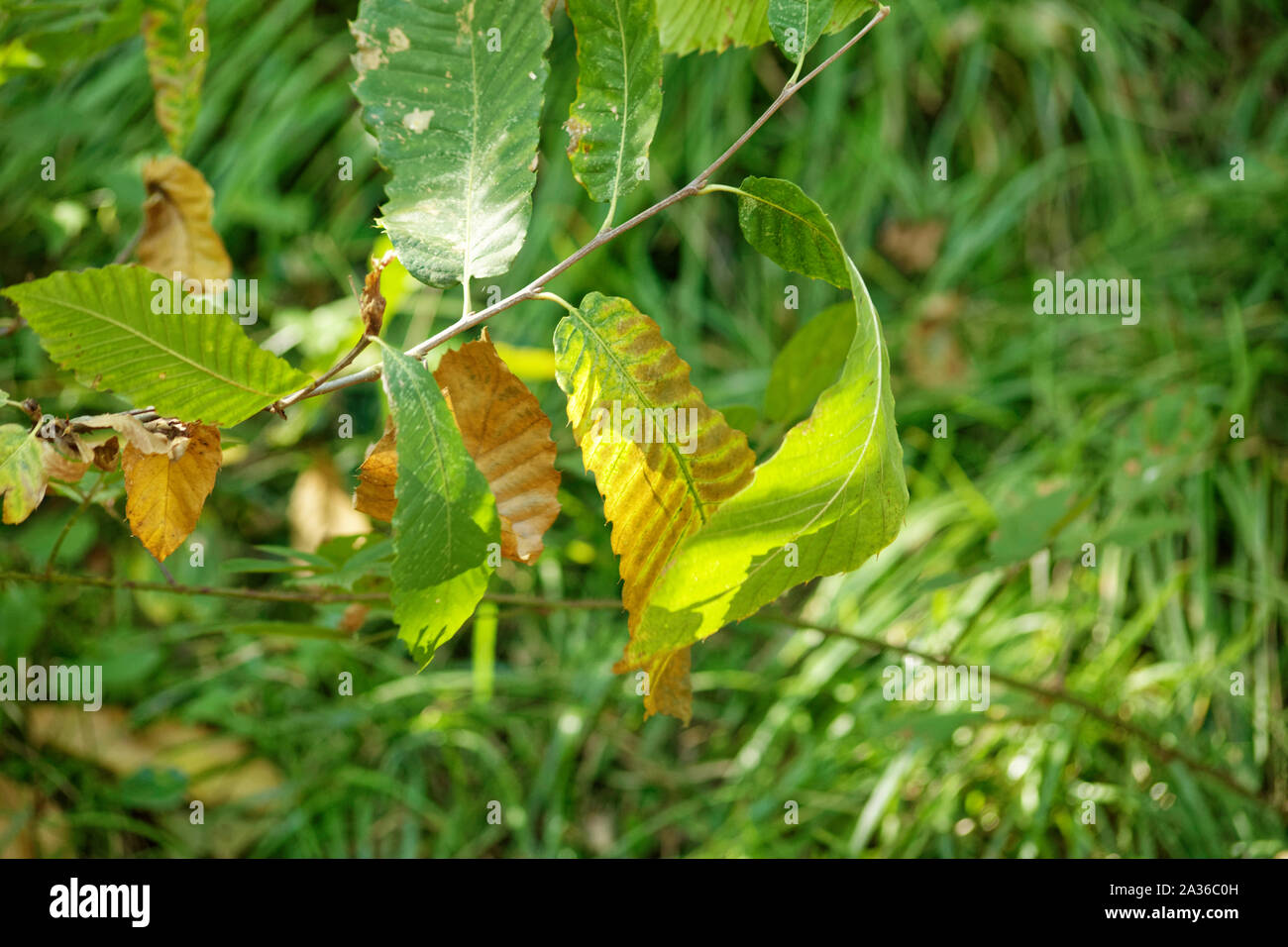 Native vine called Trumpet Creeper - Campsis Radicans leaves drying in ...