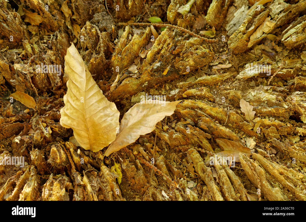 Trumpet creeper leaves on a half cut tree trunk on the ground in ...