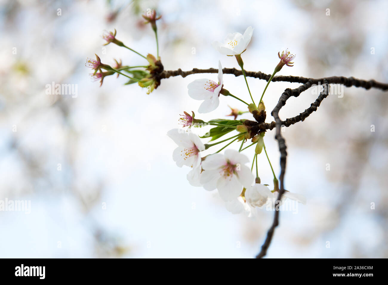 Beautiful cherry blossom in spring hi-res stock photography and images ...