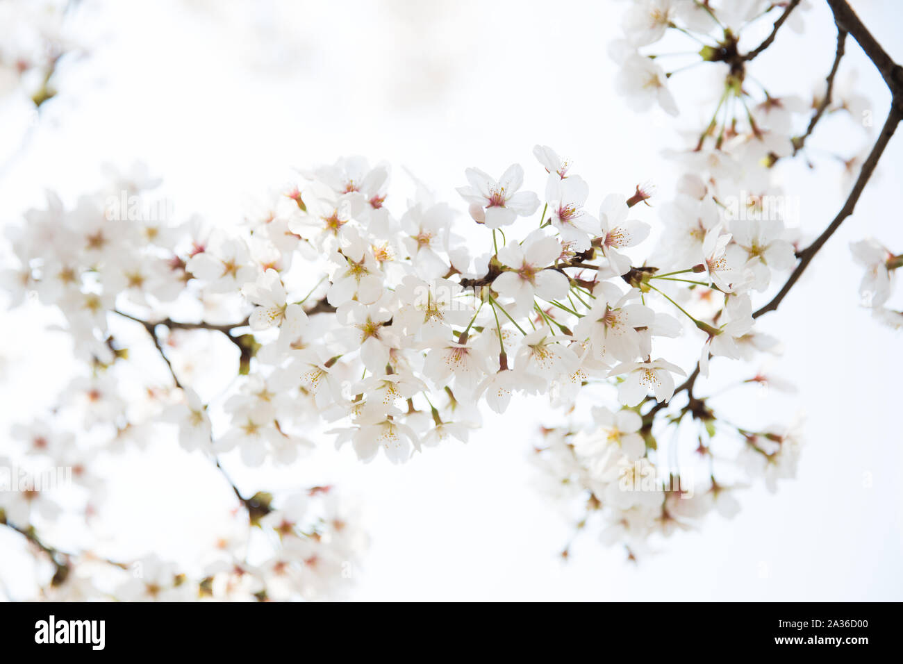 Beautiful cherry blossom in spring hi-res stock photography and images ...