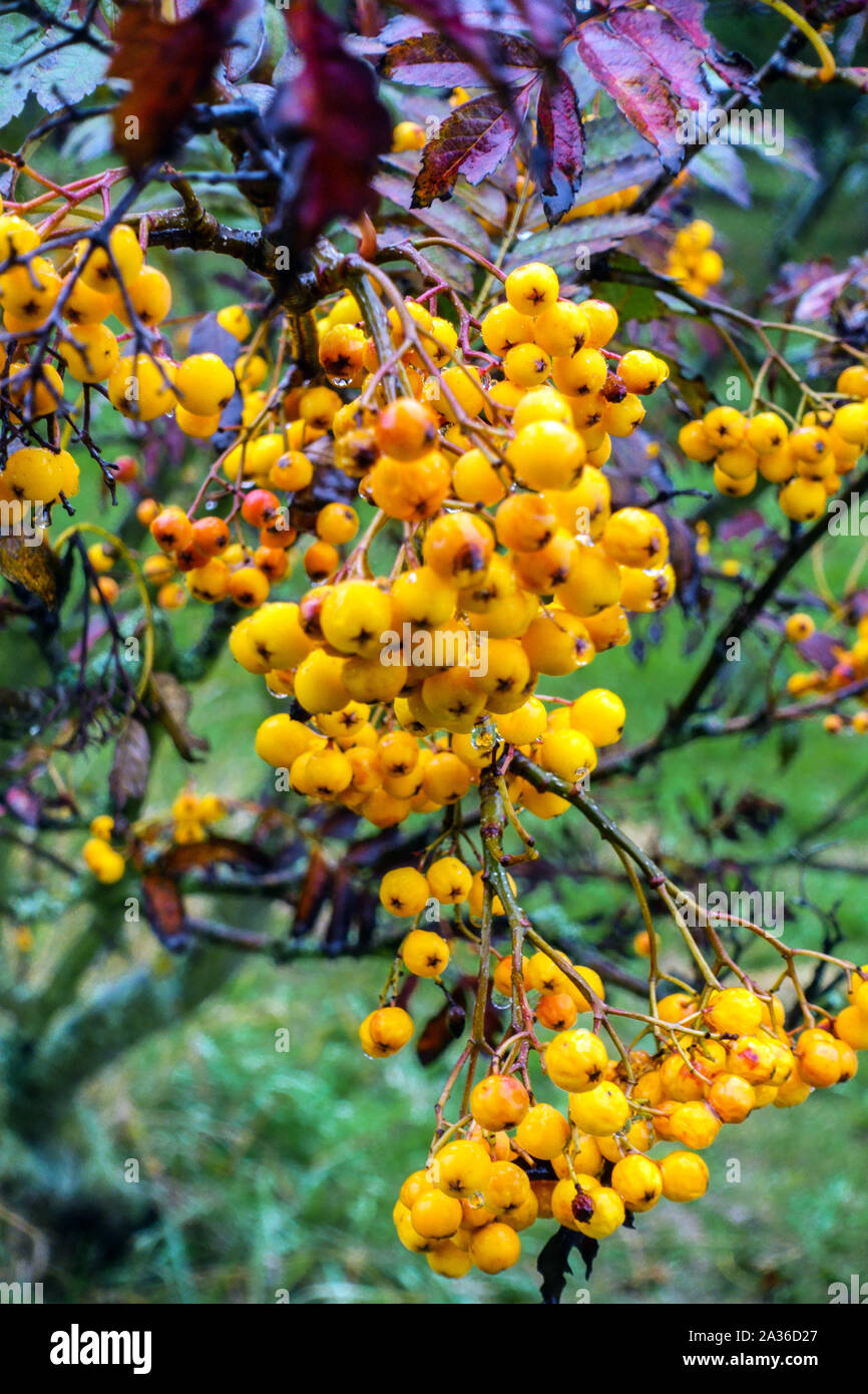 Sorbus aucuparia Sunshine Stock Photo - Alamy