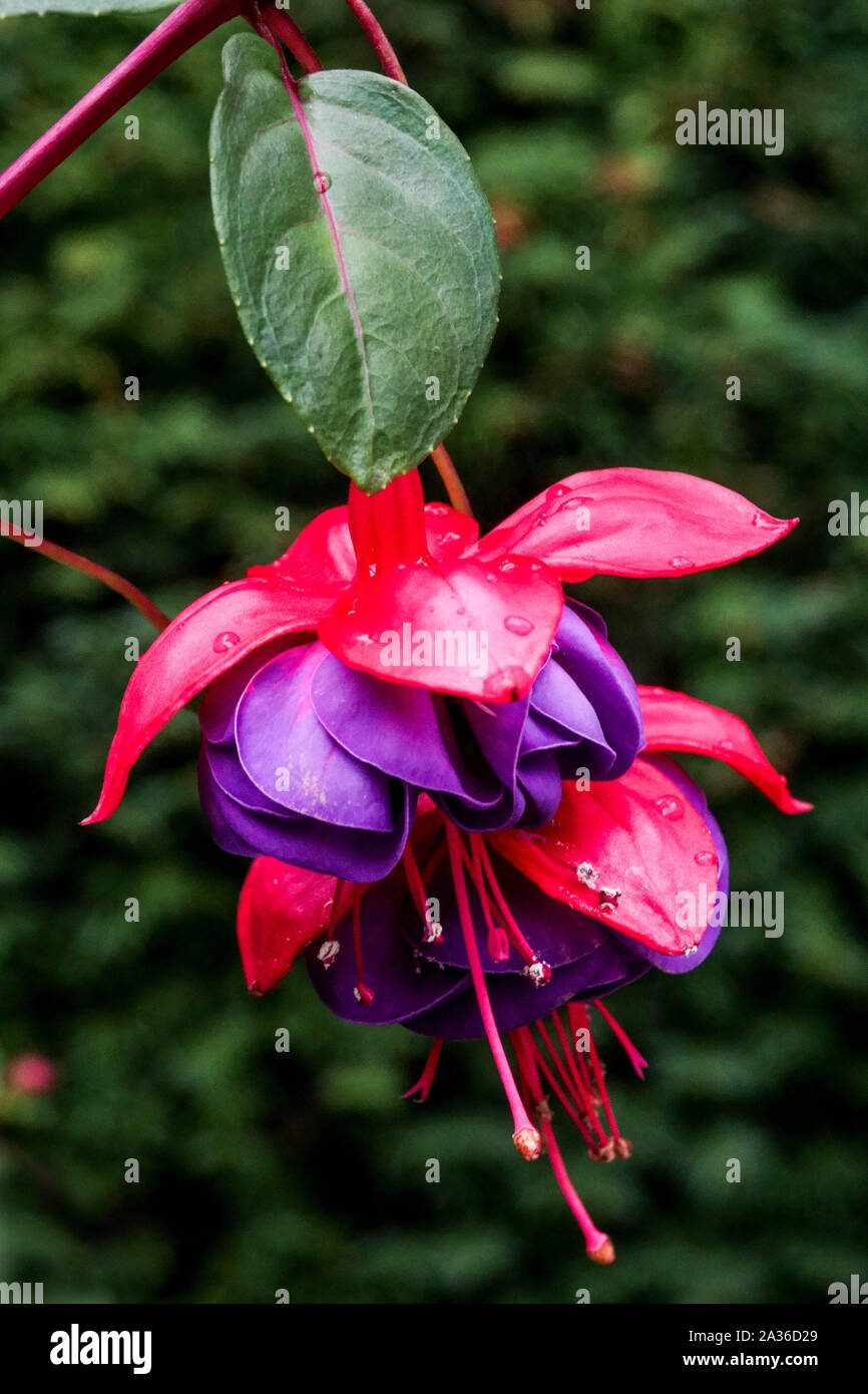 Gardy Fuchsia 'Dark Eyes' Stock Photo - Alamy