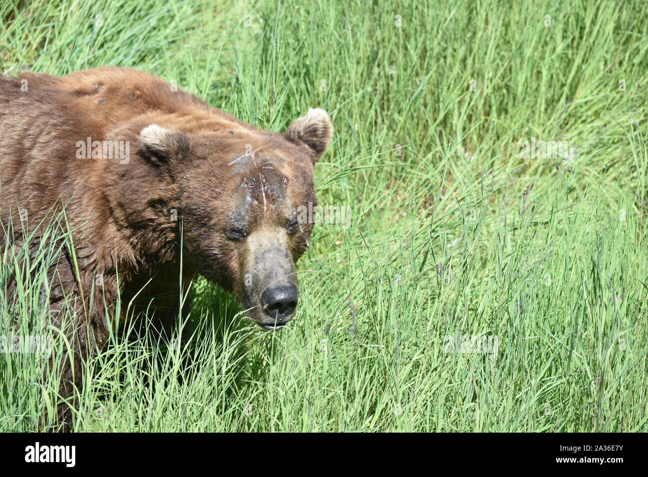 Old boar hi-res stock photography and images - Alamy