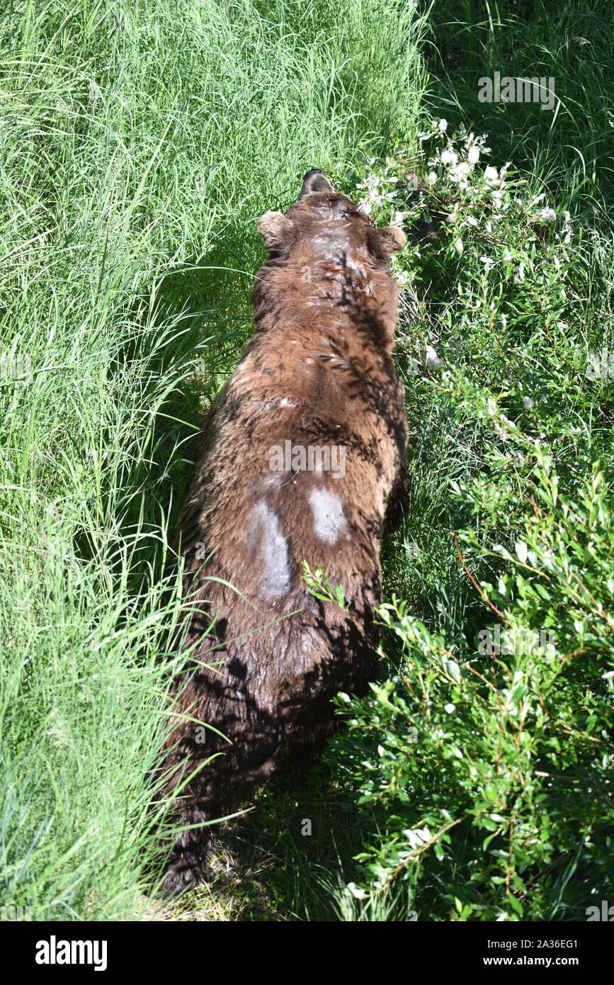 Adult boar bear hi-res stock photography and images - Alamy
