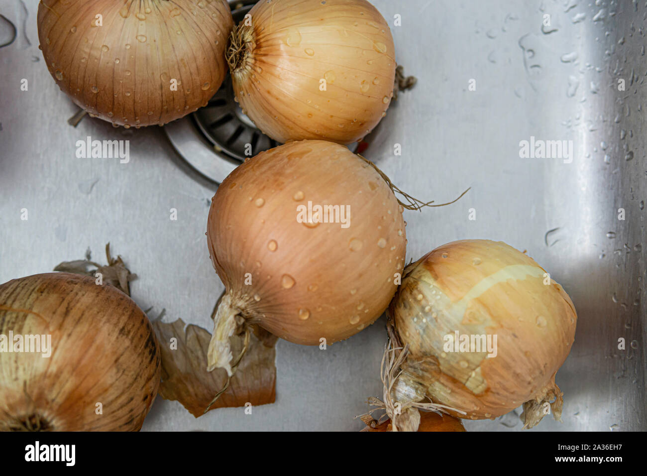 White Onions washed in a kitchen sink Stock Photo - Alamy