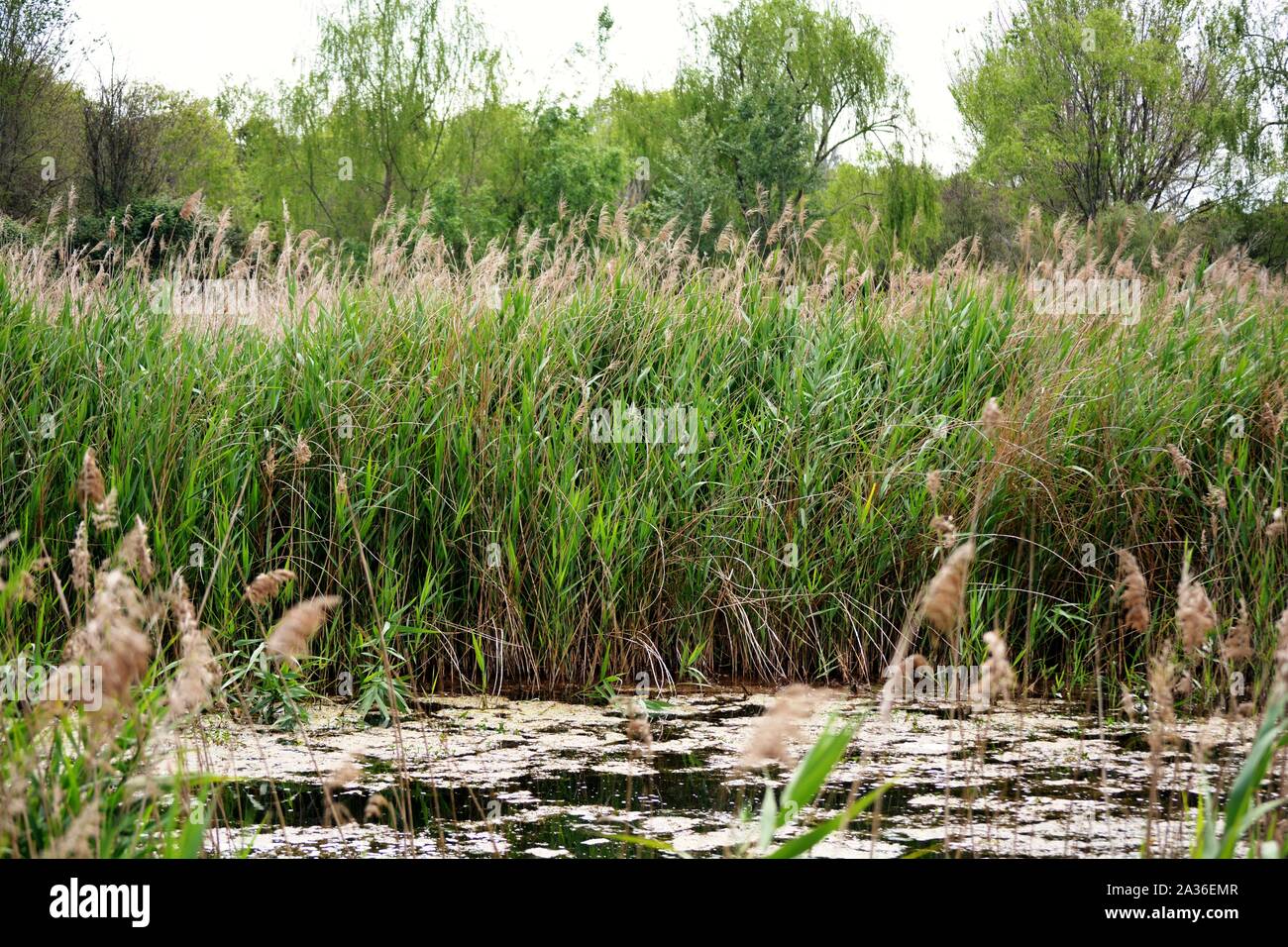 Stagnant water with algae hi-res stock photography and images - Alamy