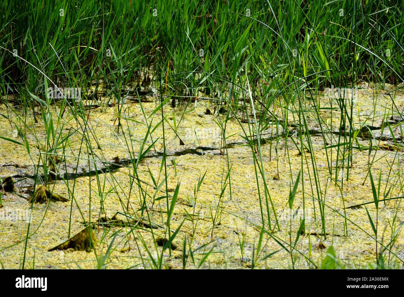 Stagnant water hi-res stock photography and images - Alamy