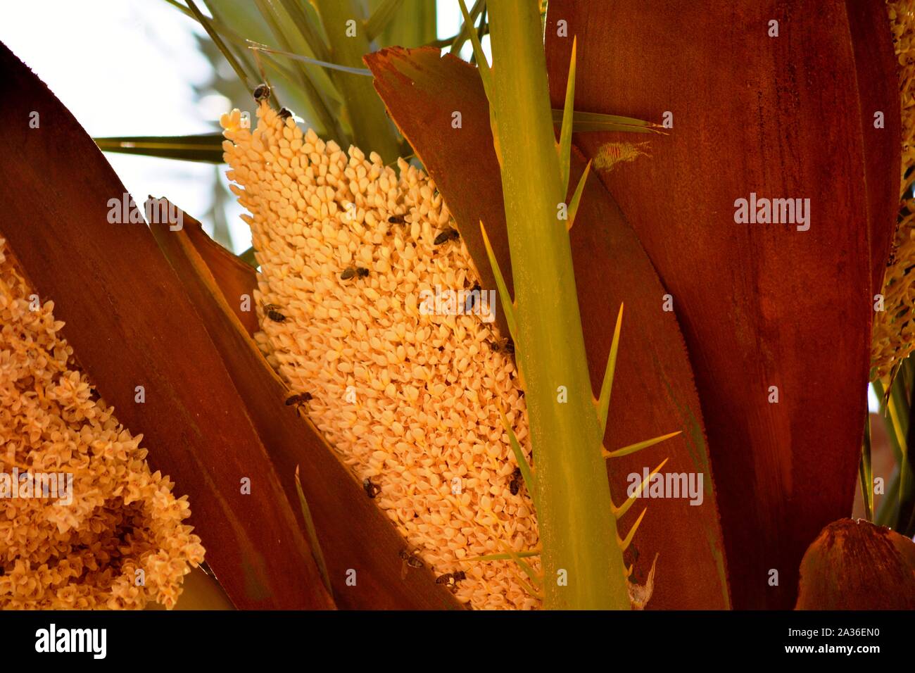 Insects in the palm trees hi-res stock photography and images - Alamy