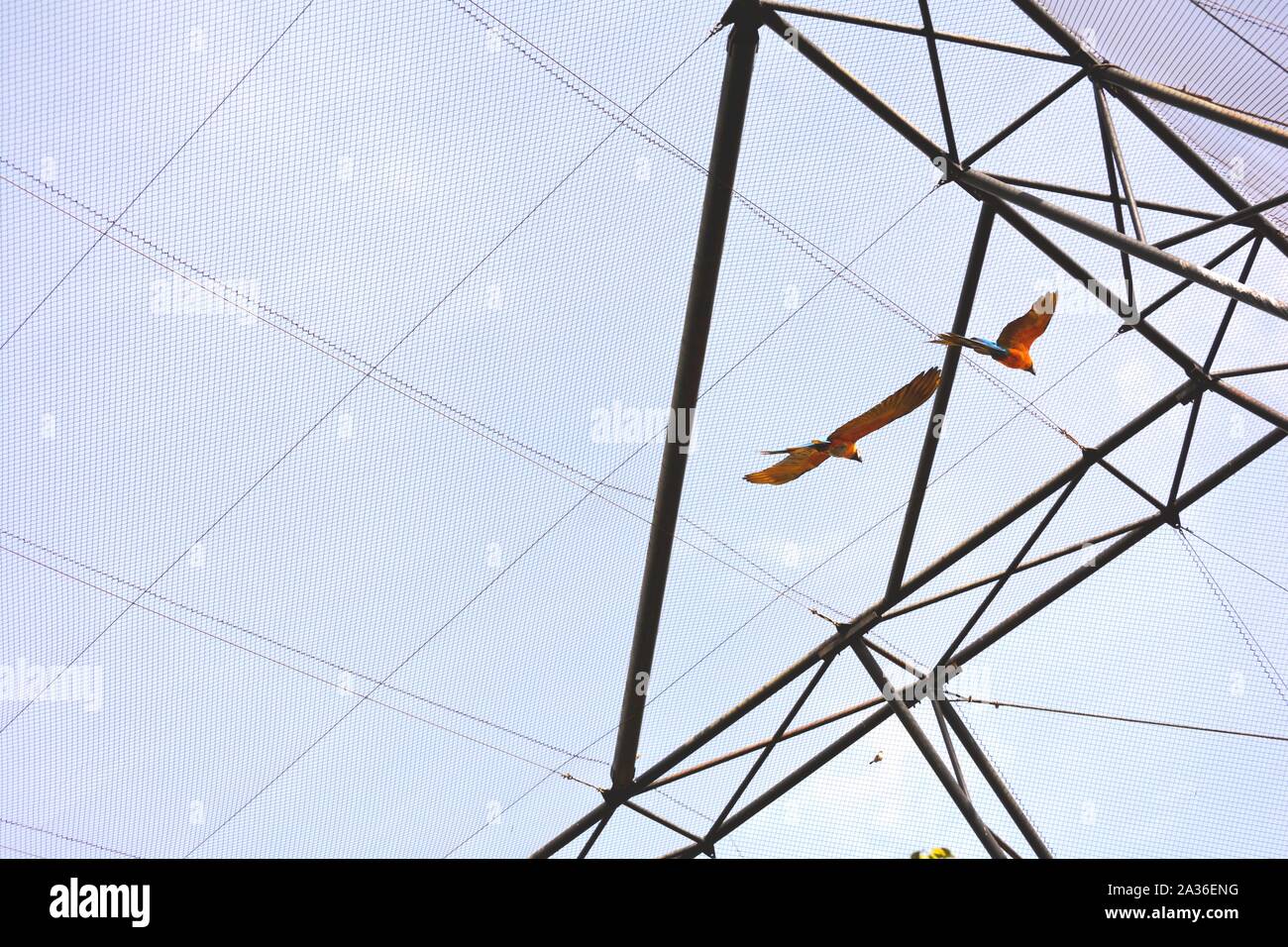 Bird flying out of cage hi-res stock photography and images - Alamy