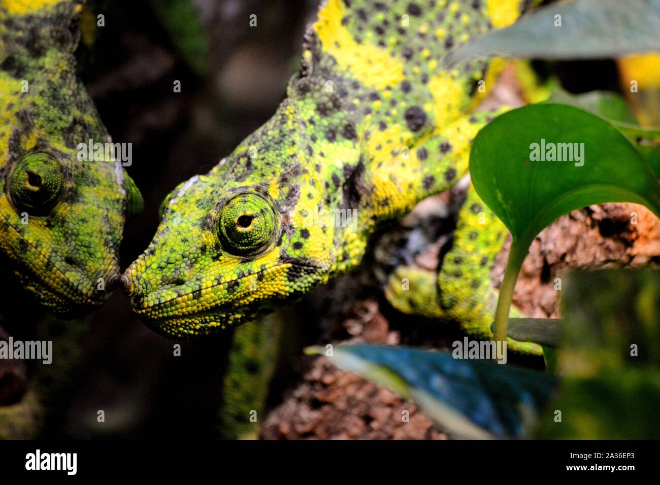 one green and yellow chameleon Stock Photo - Alamy