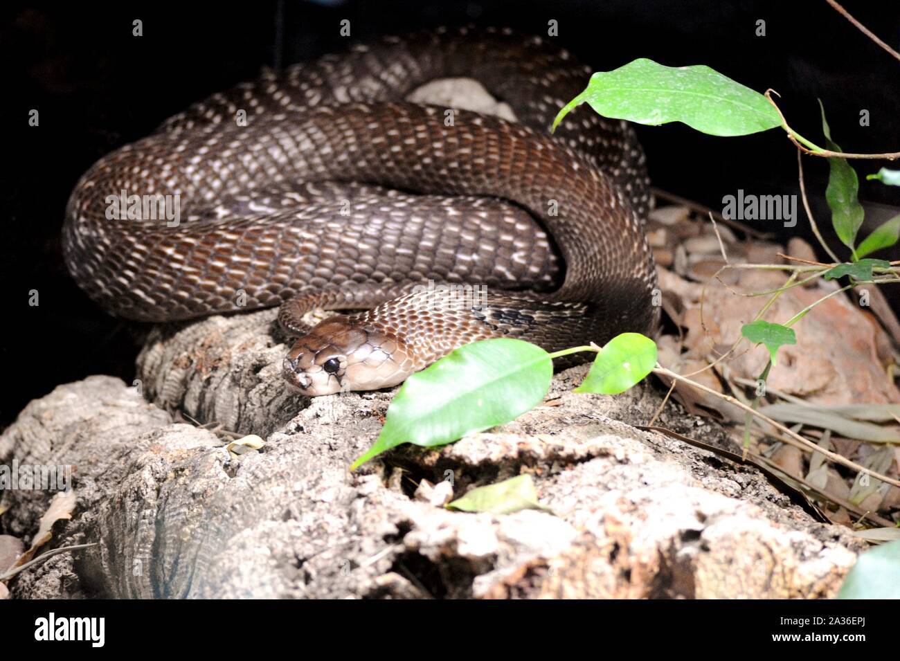 Snake coiled hi-res stock photography and images - Alamy
