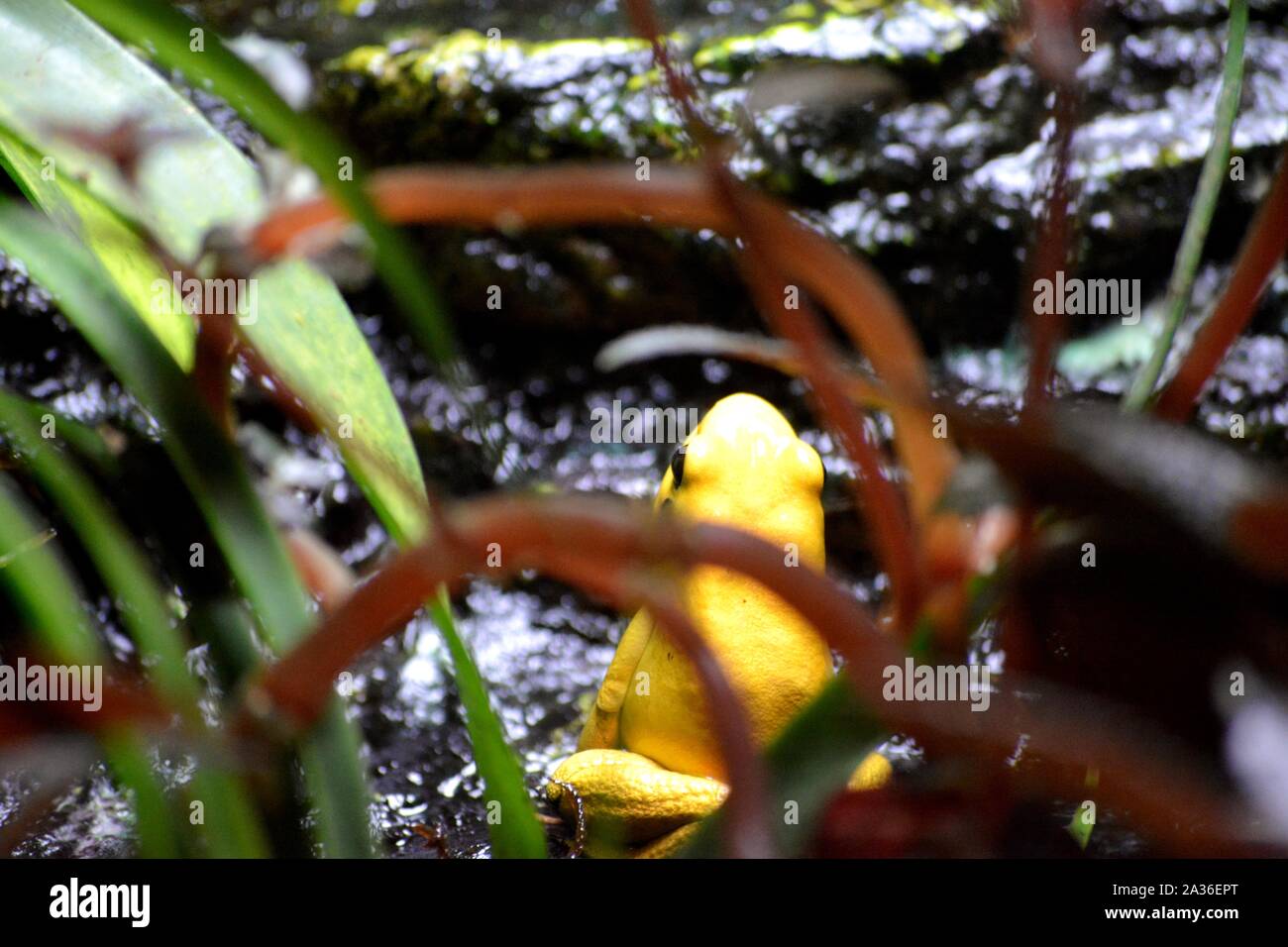 Yellow frog hi-res stock photography and images - Alamy