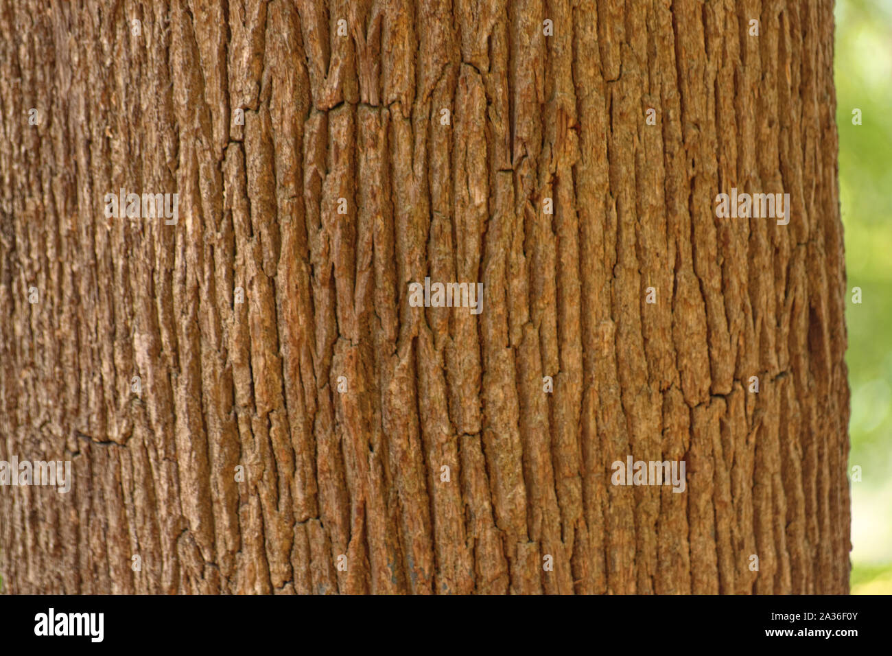 Timber skin hi-res stock photography and images - Alamy
