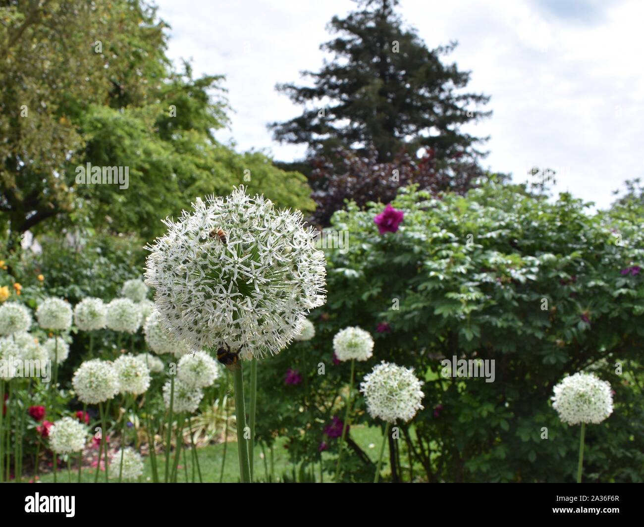 Allium mount everest hi-res stock photography and images - Alamy