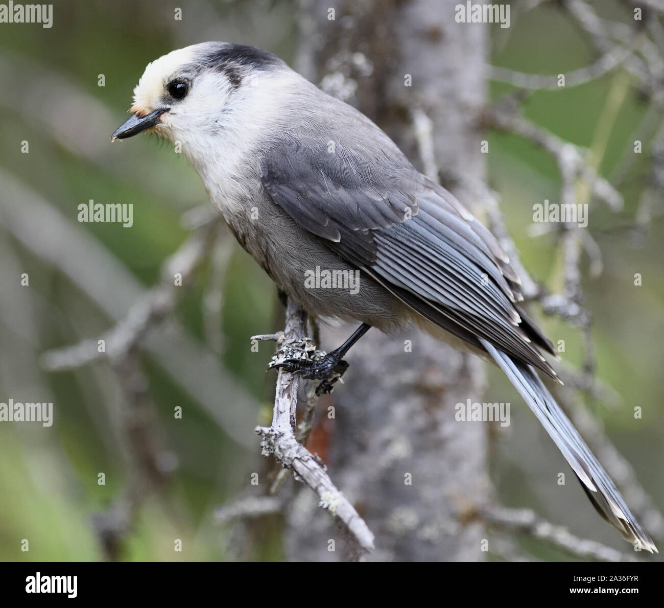 Canada jay perisoreus canadensis hi-res stock photography and images ...