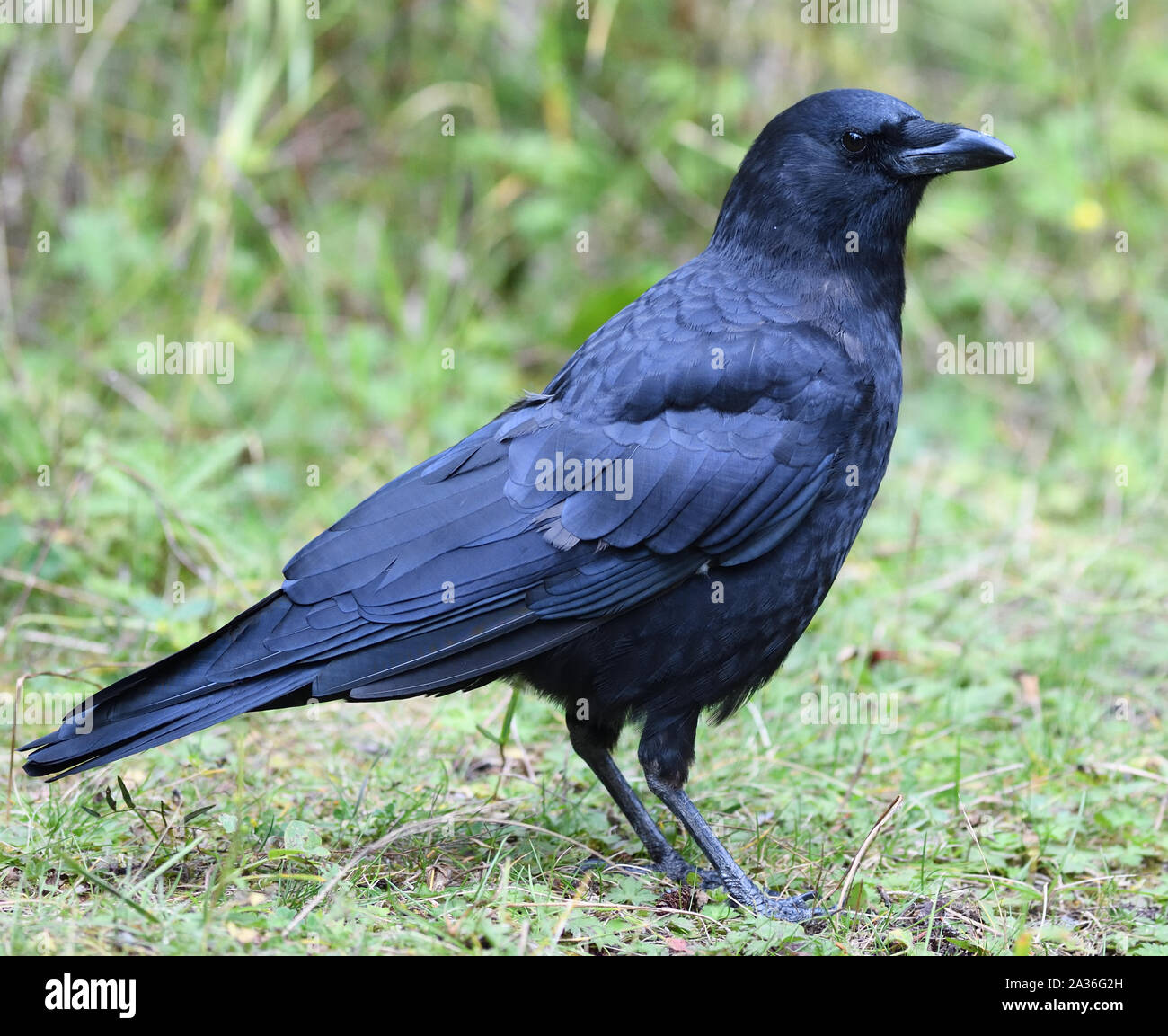 An American crow (Corvus brachyrhynchos) patrols a public garden in ...