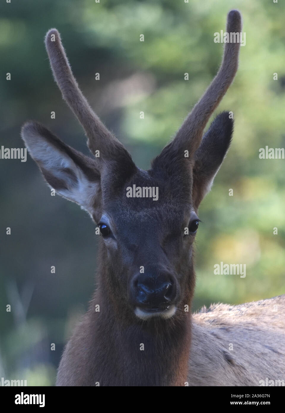 Antler velvet hi-res stock photography and images - Alamy