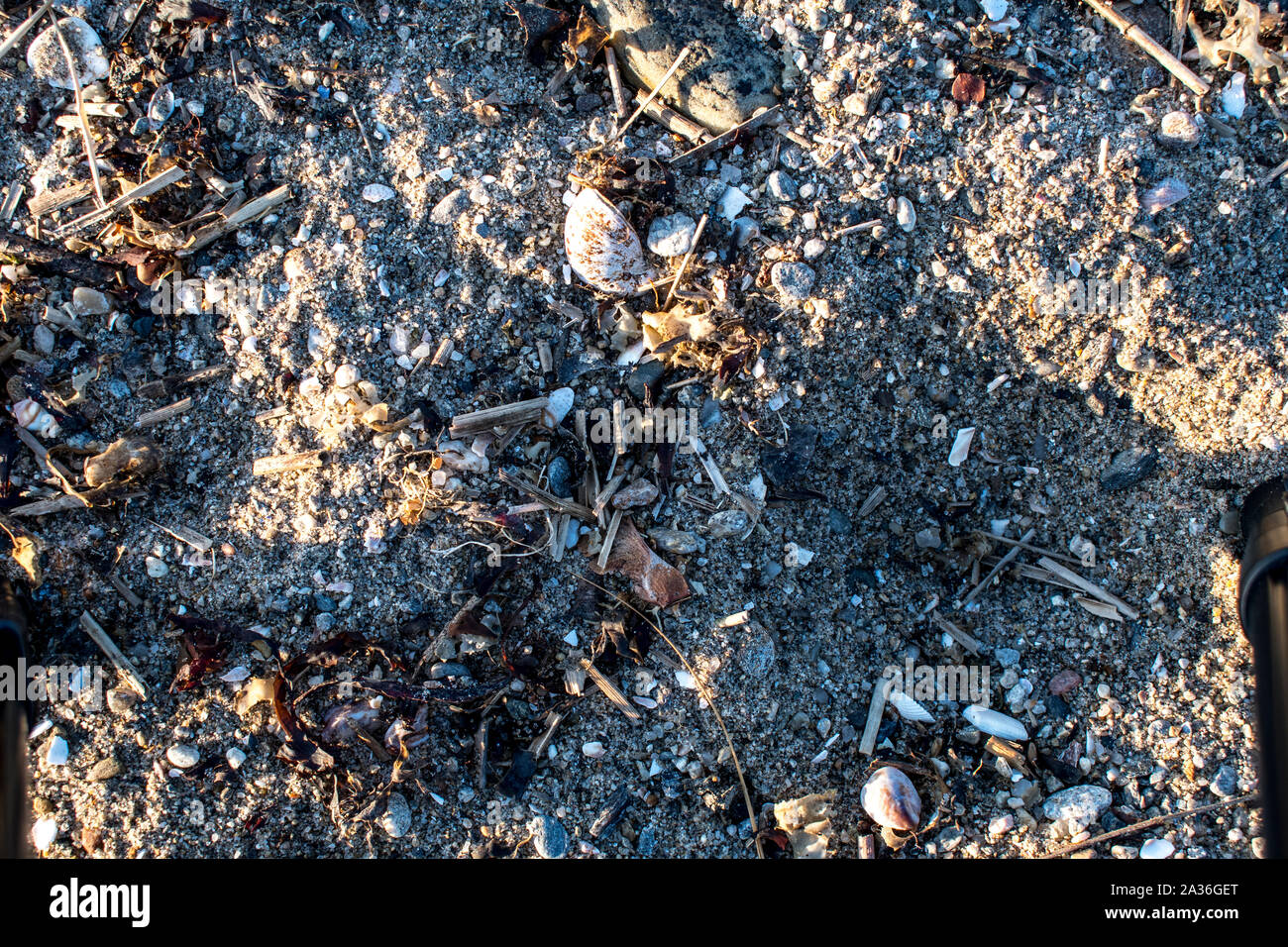 background of sand, stones and shells on beach Stock Photo - Alamy