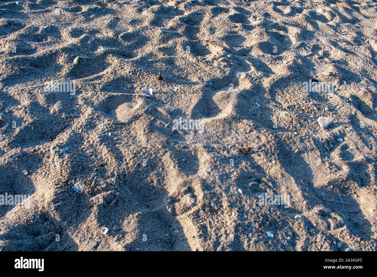 Clam shell on sand background hi-res stock photography and images - Alamy