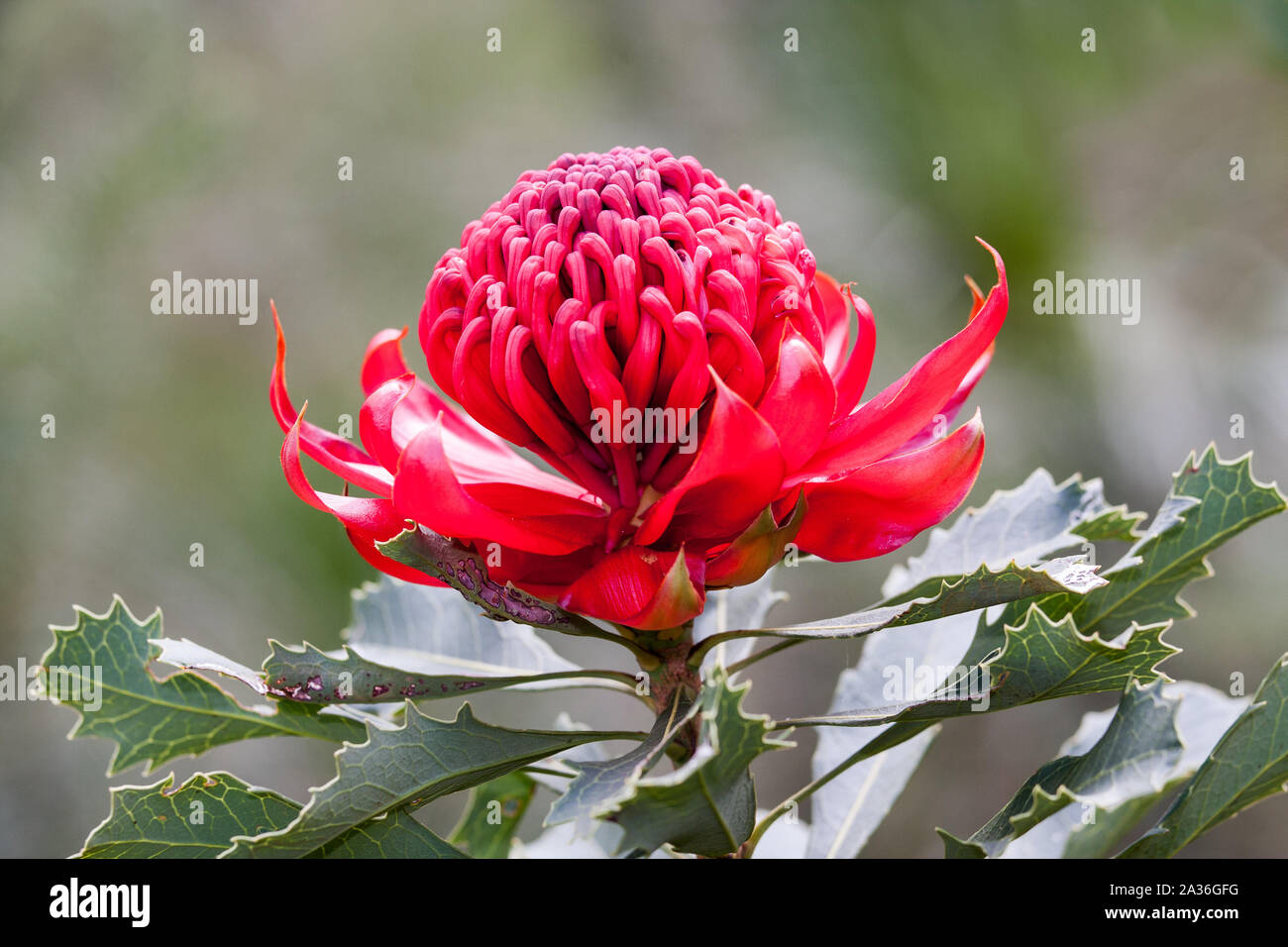 Nsw waratah (telopea speciosissima) hi-res stock photography and images ...
