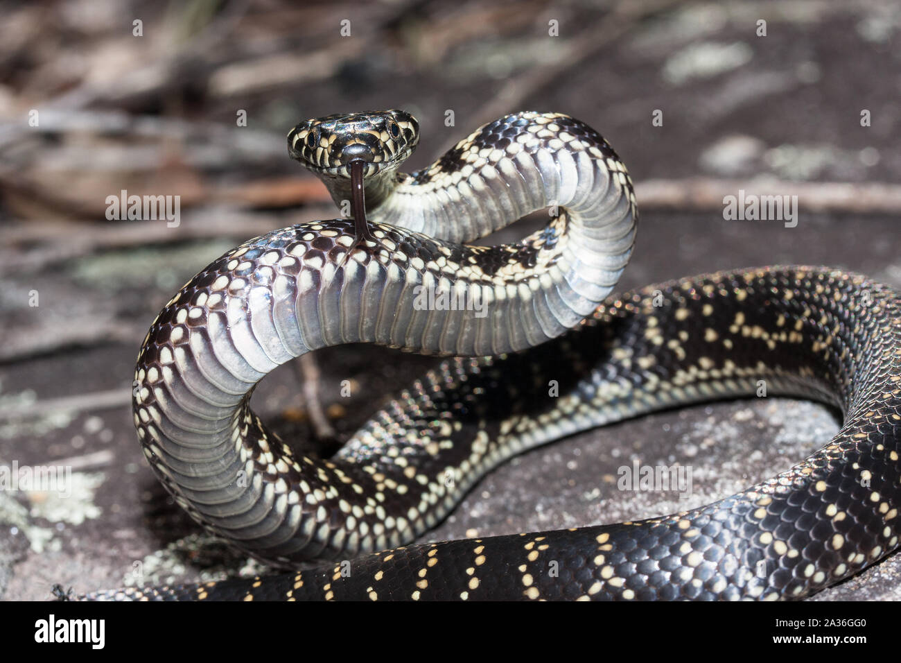 Broad headed snake hi-res stock photography and images - Alamy