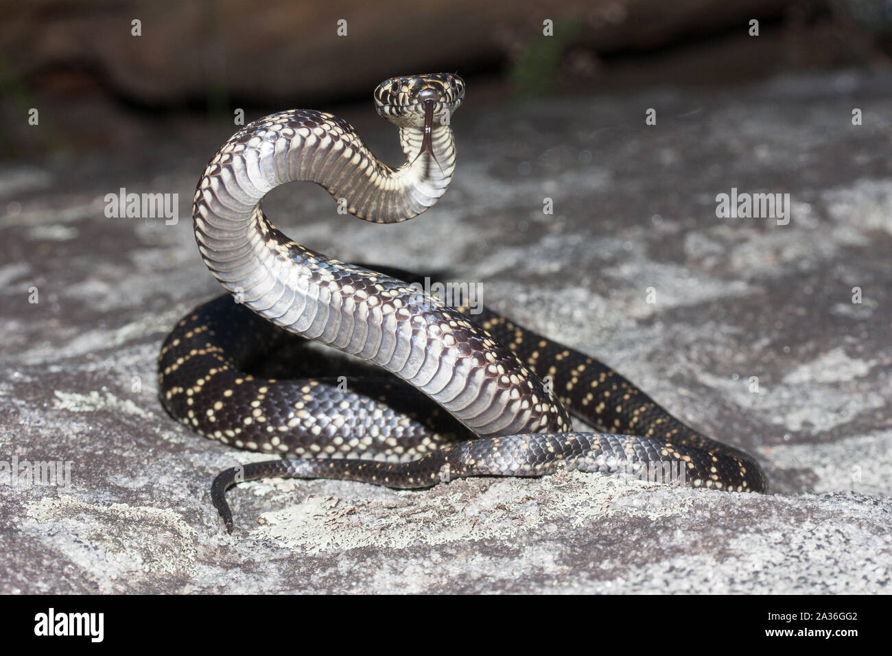 Broad headed snake hi-res stock photography and images - Alamy